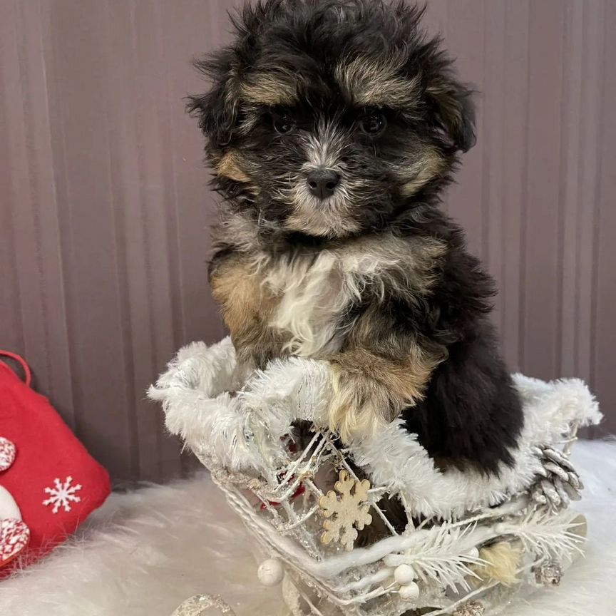 Мальтипу, щенок