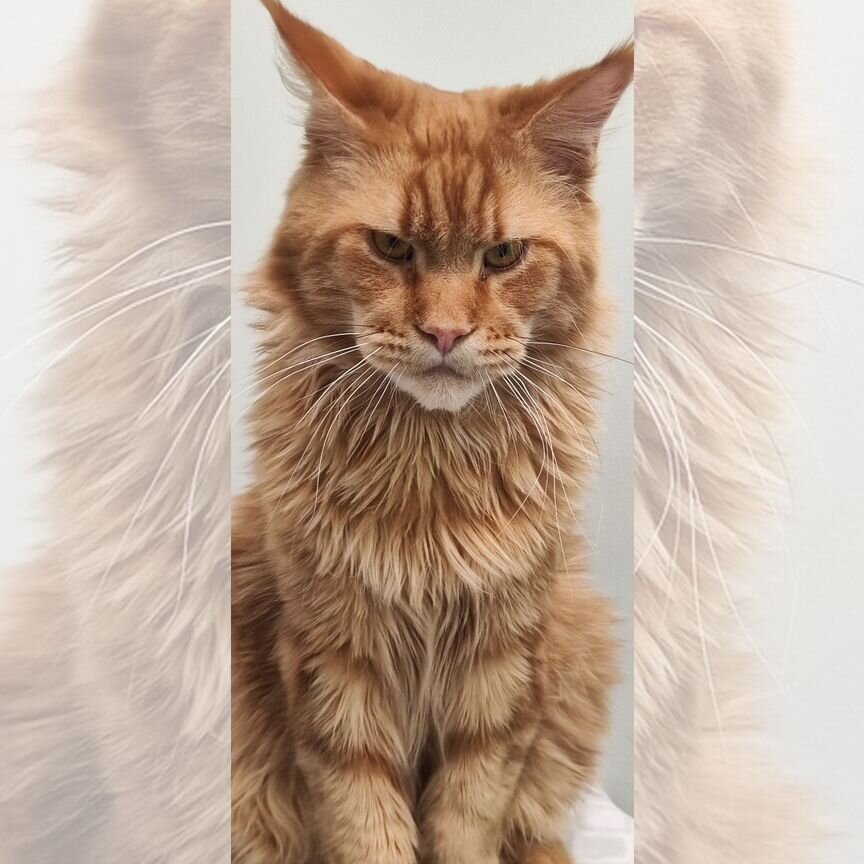 Мейн-кун, взрослый кот