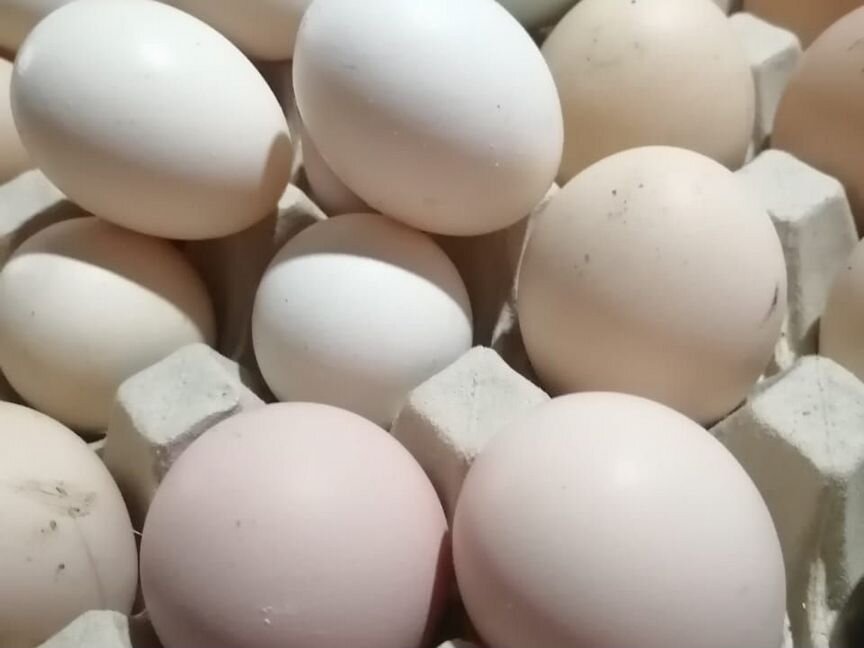 Инкубационное яйцо породных кур брама