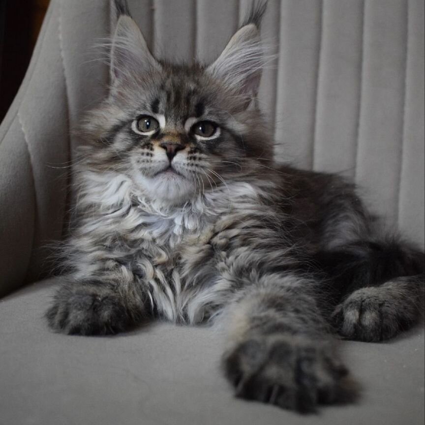 Мейн-кун котята