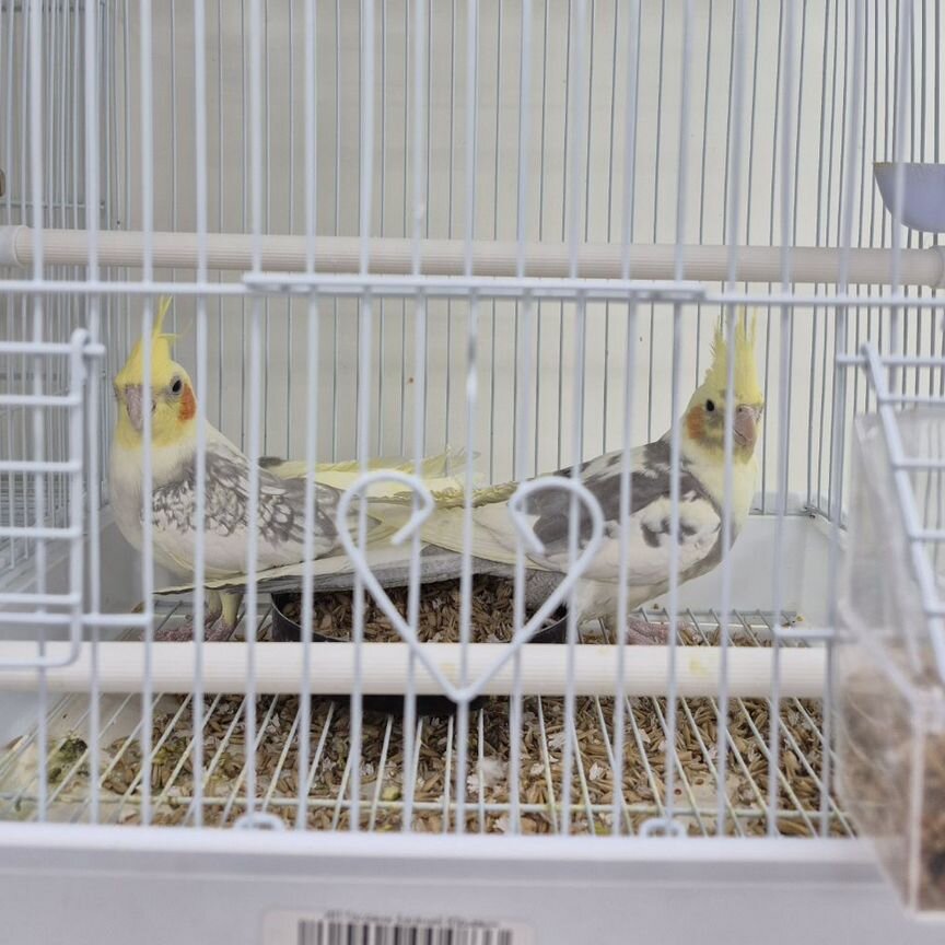 Попугай корелла