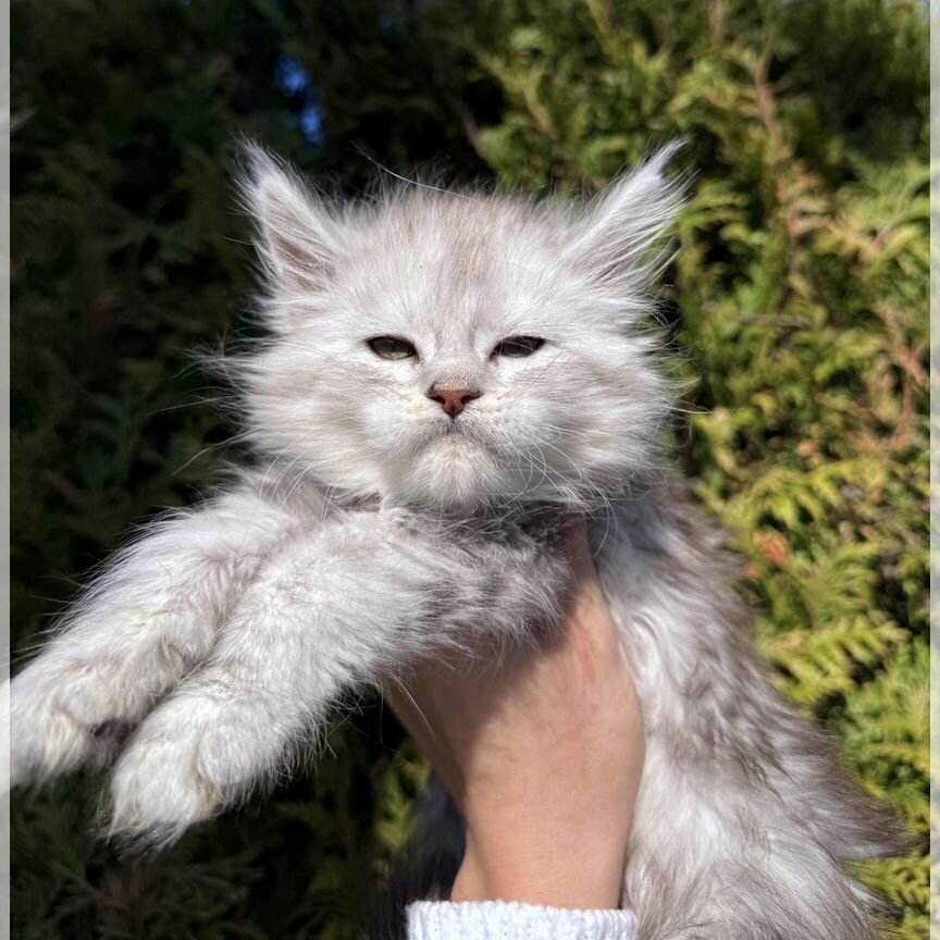 Мейн-кун котёнок