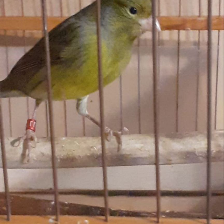 Певчий кенар