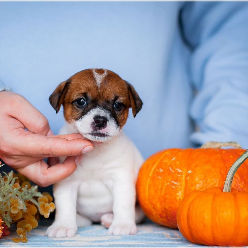 Джек-рассел-терьер, щенок