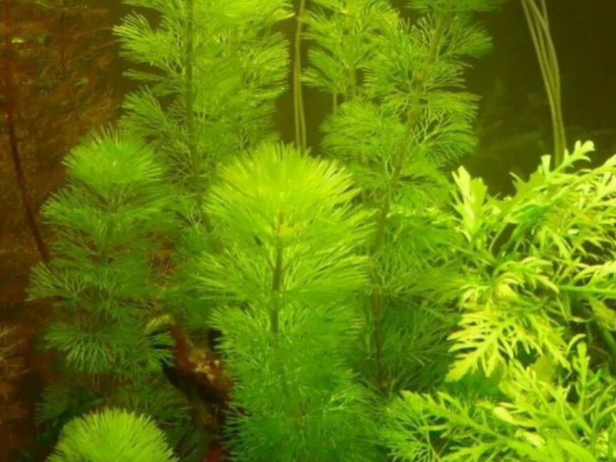 Растение в аквариумное кабомба каролинская