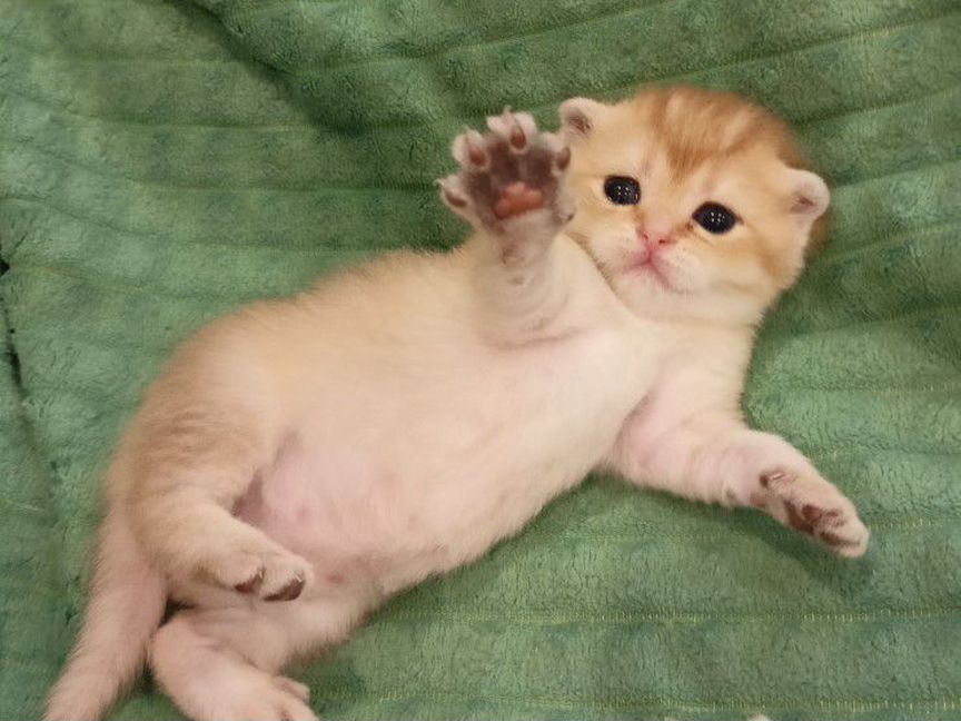 Британские золотая шиншила