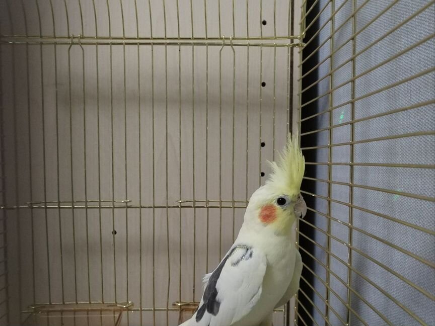 Попугай корелла с клеткой