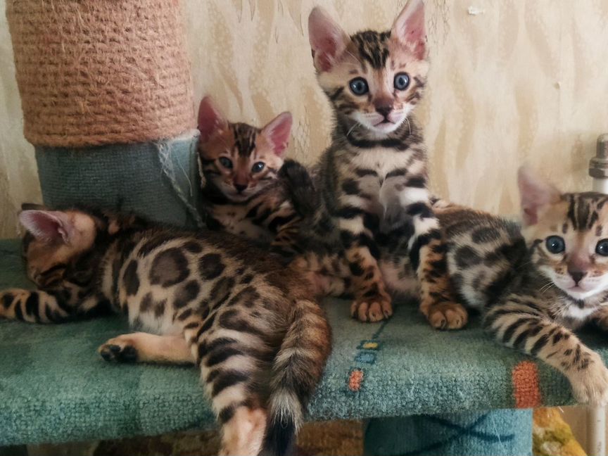 Бенгальские котята с родословной