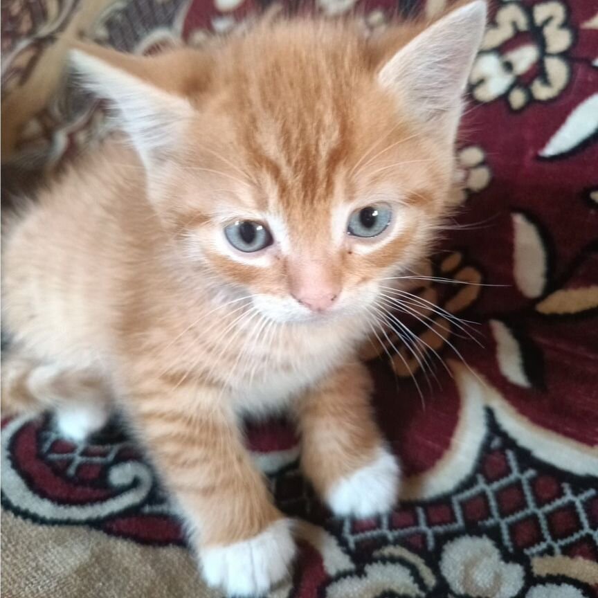 Рыжие котята в дар