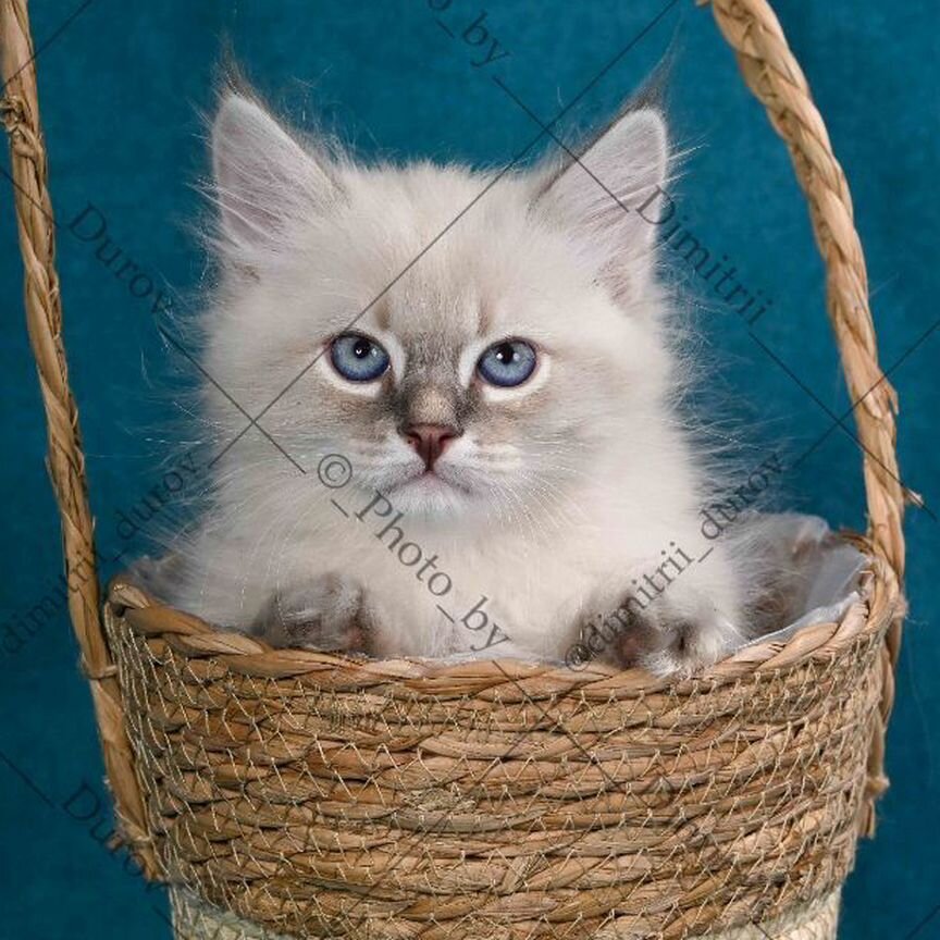 Сибирский мальчик