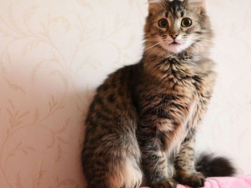 Сибирские котята в добрые руки