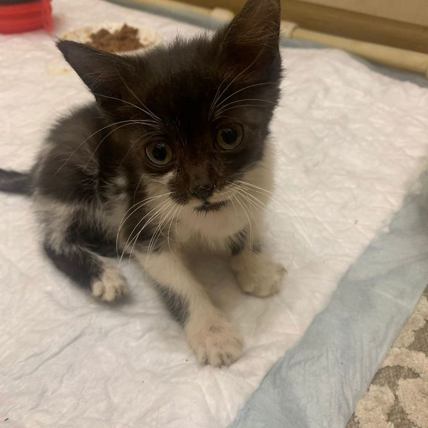 Отдам котенка малыша