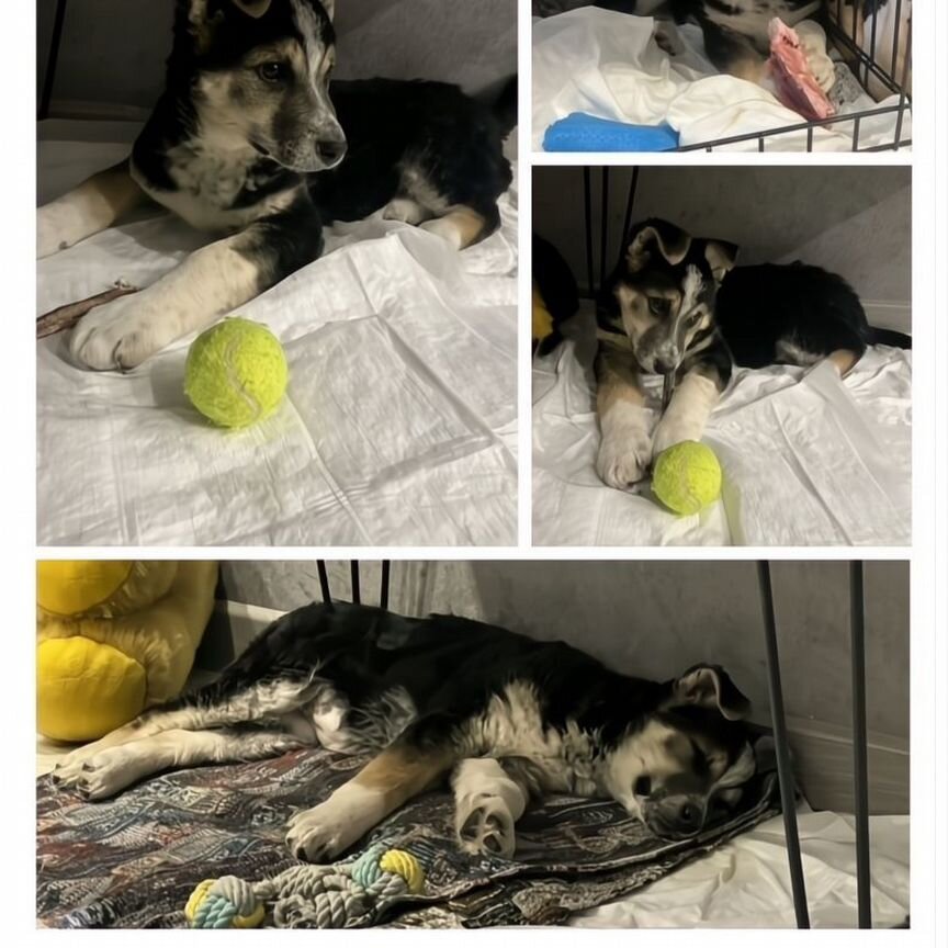 Щенок в добрые руки