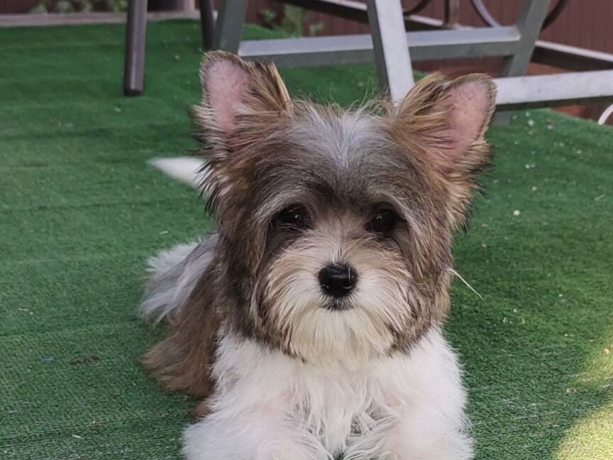 Мальчик цветного йорка