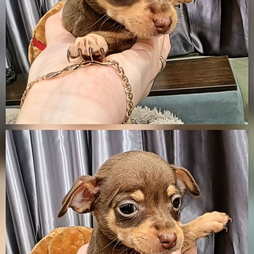 Русский той-терьер, щенок