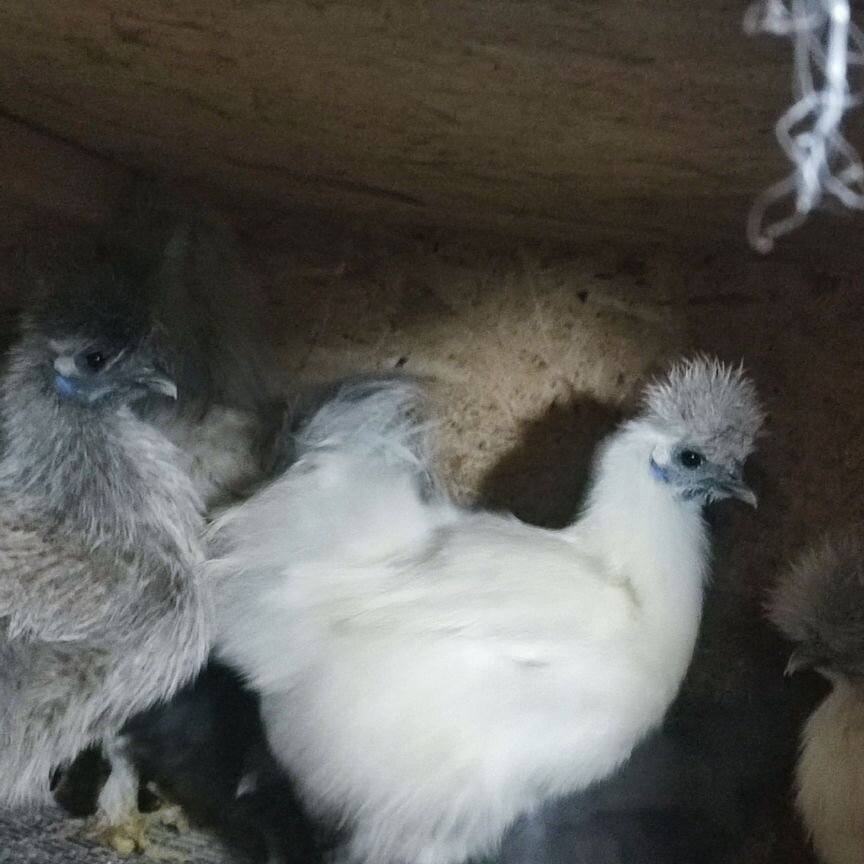 Китайские шелковые цыплята