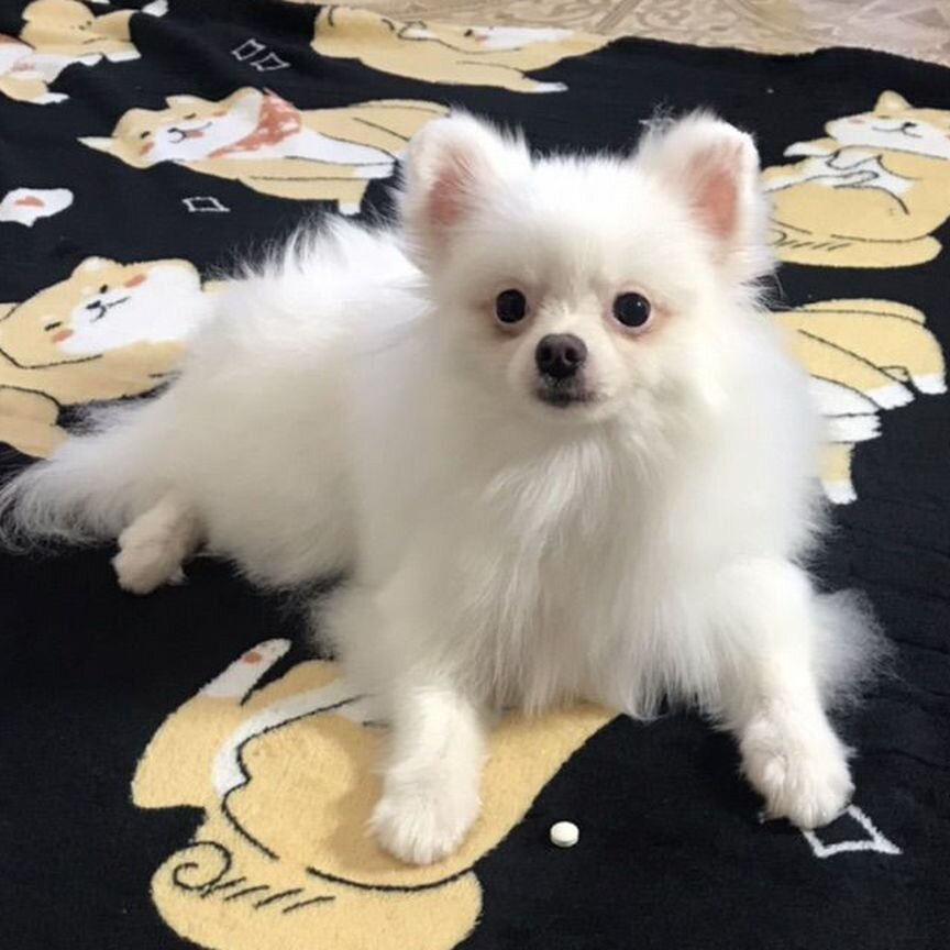 Девочки 6 мес