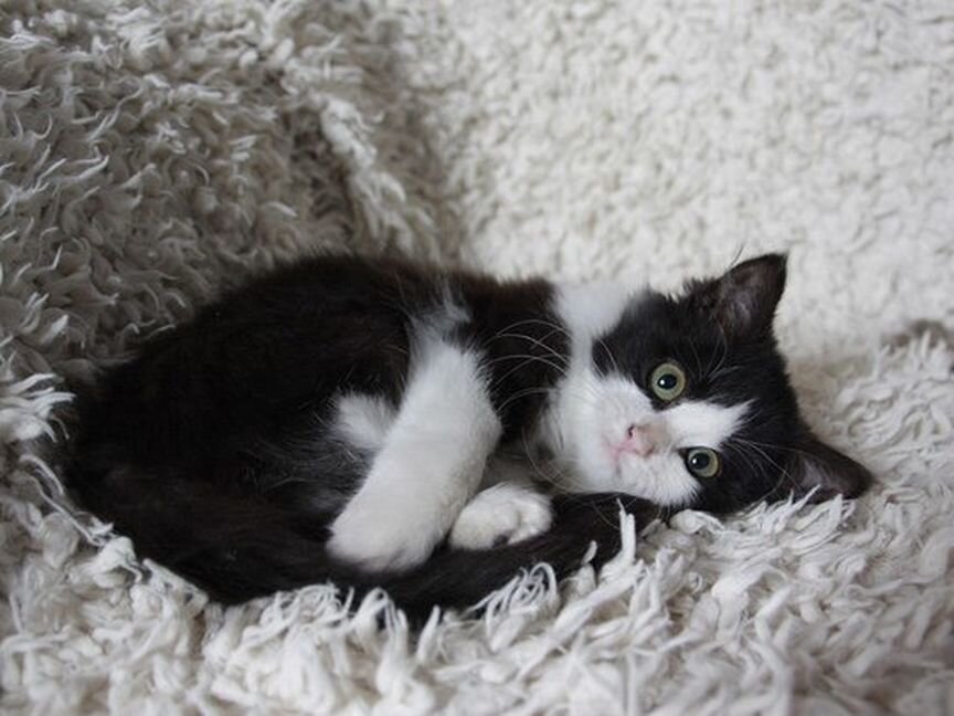 Зайка 2,0 мес, самый лучший мальчик