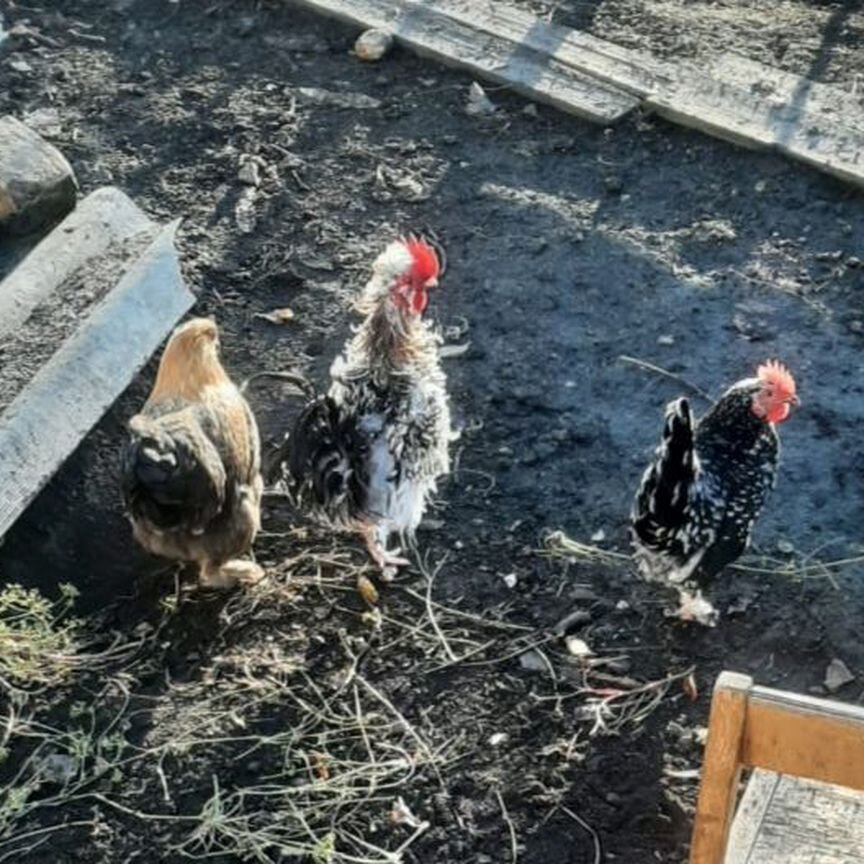 Декоративные куры