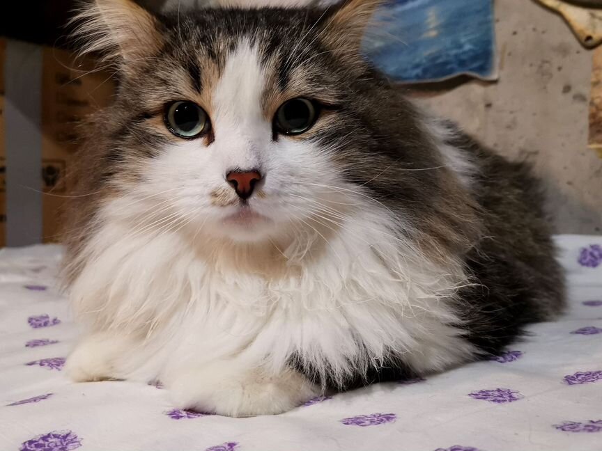 Барсик