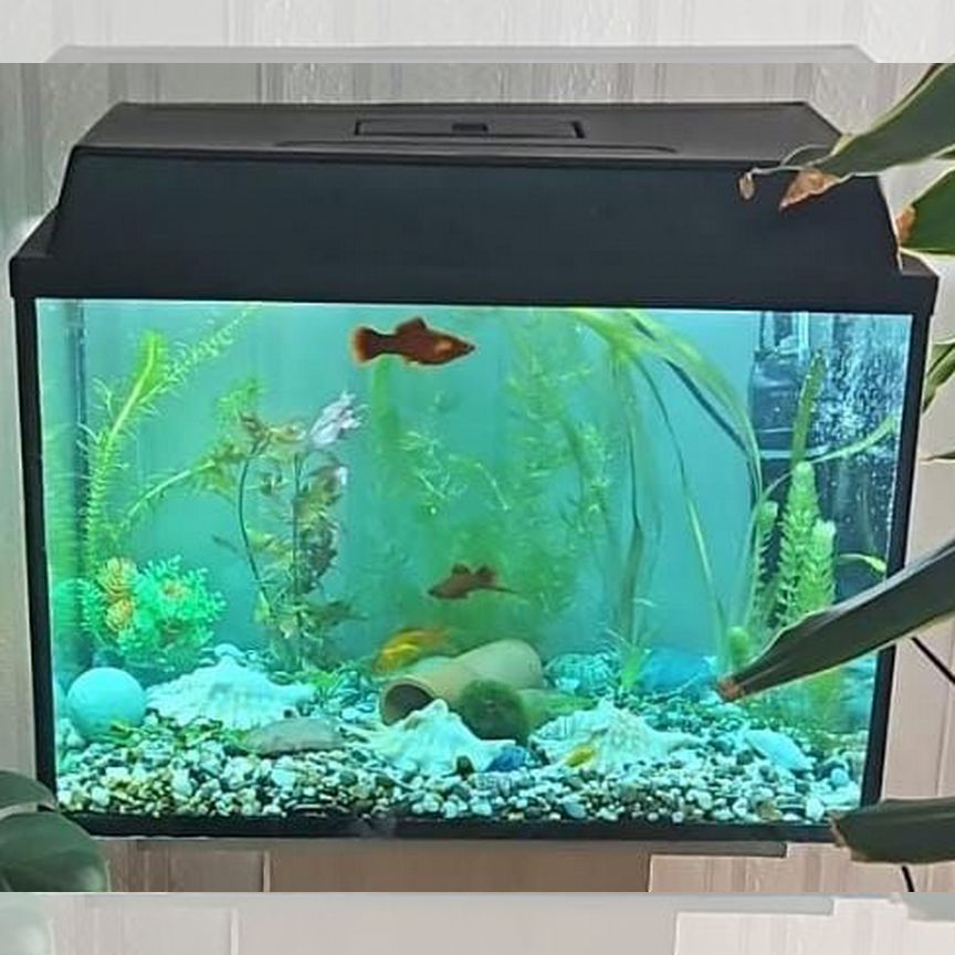 Аквариум 50-60 литров