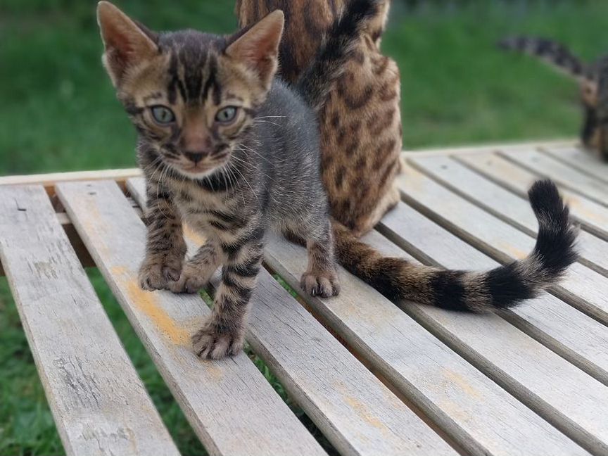 Бенгальские котята