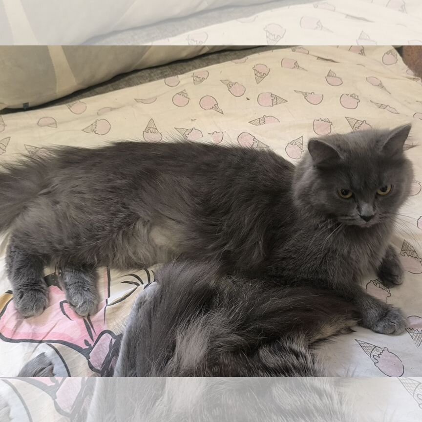 Взрослая, кошка в добрые руки