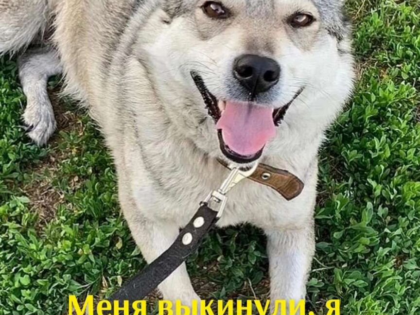 Собака