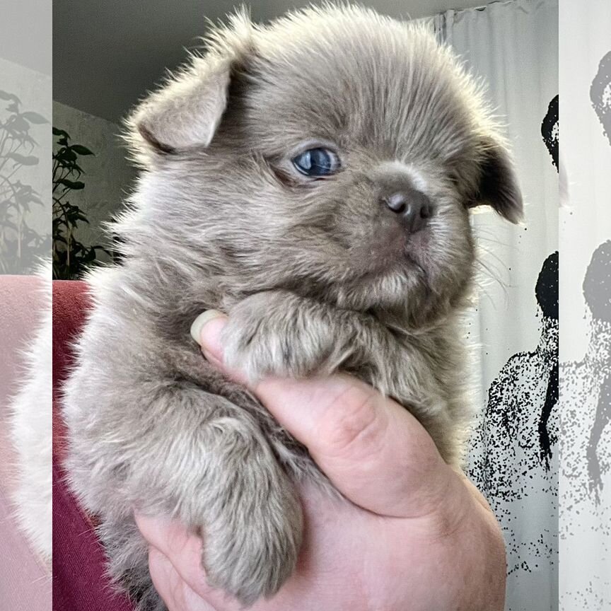 Чихуахуа, щенок