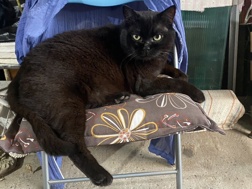 Кот. Кличка Тёма. Возраст 6 лет. Темного цвета