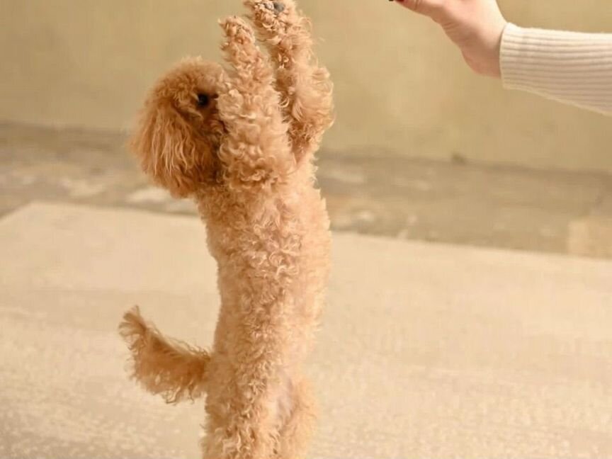 Ищу собаку небольших размеров, только даром