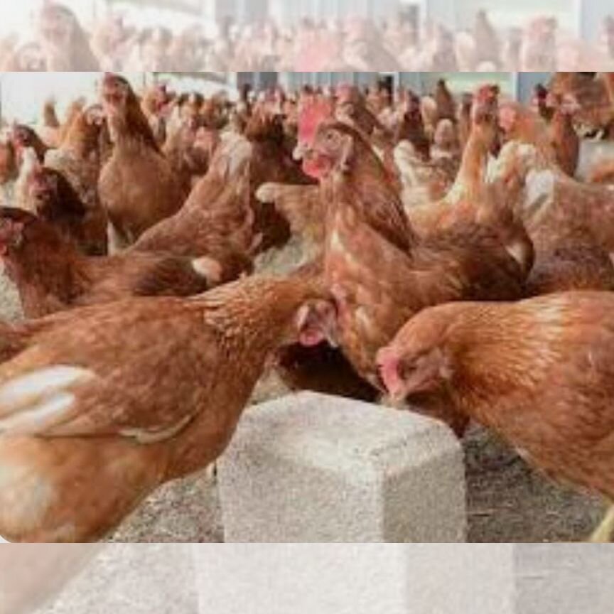 Куры несушки