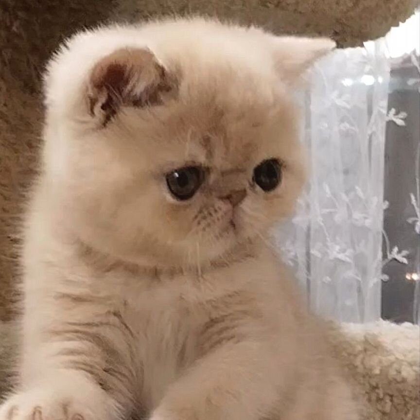 Котик экзот