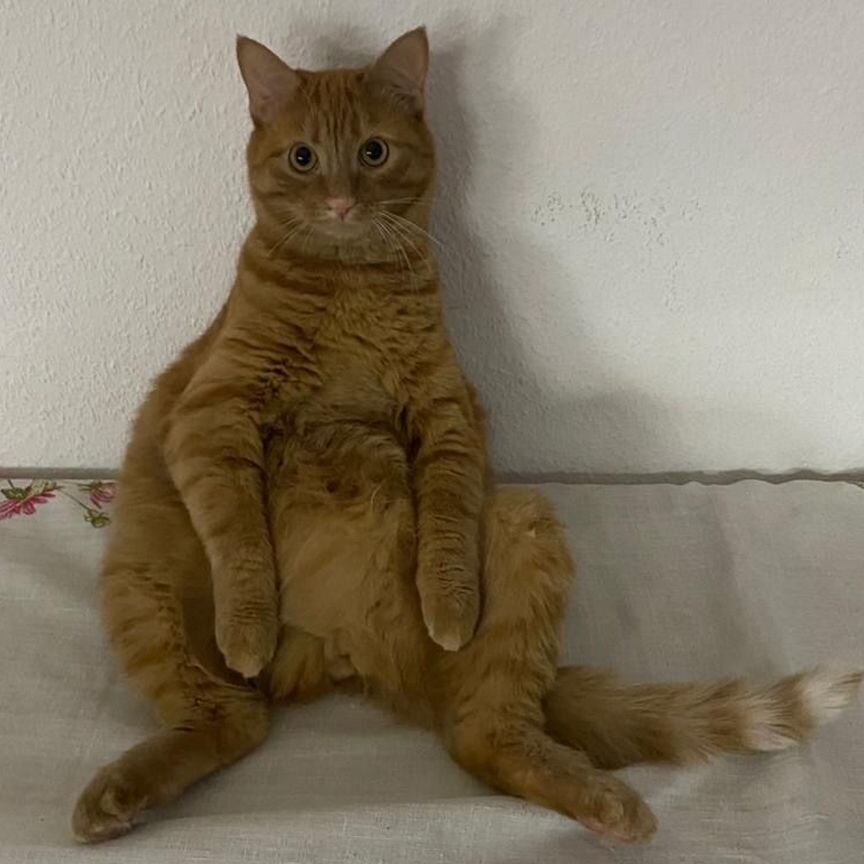 Взрослый кот в добрые руки