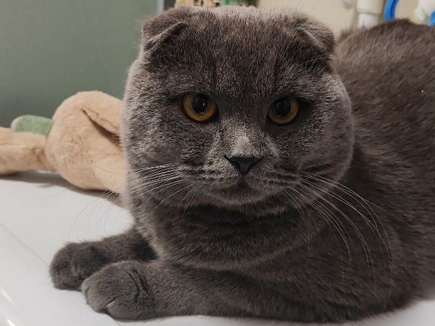 Шотландский вислоухий кот вязка