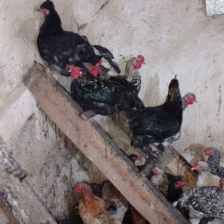 Куры Петухи