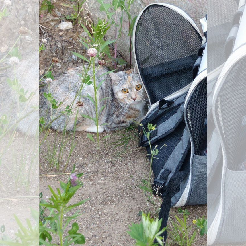 Взрослая, кошка в добрые руки