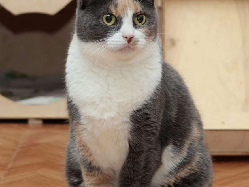 Кошка Маша около 2 х лет