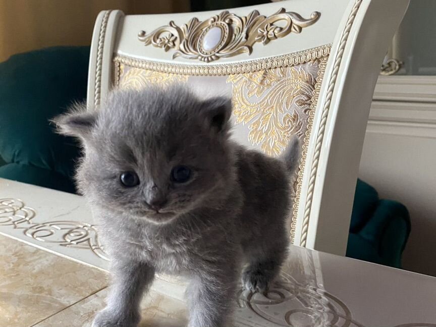 Шотландские котята