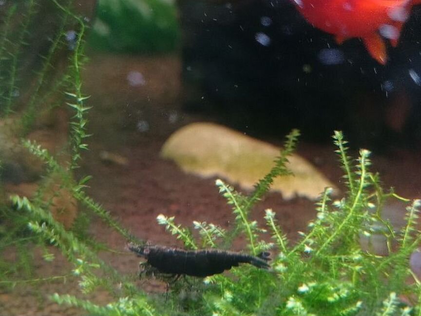 Аквариумные креветки