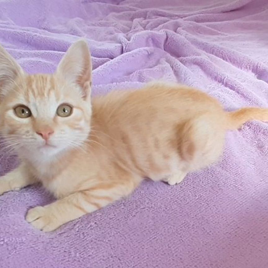 Котёнок ищет хороших хозяев