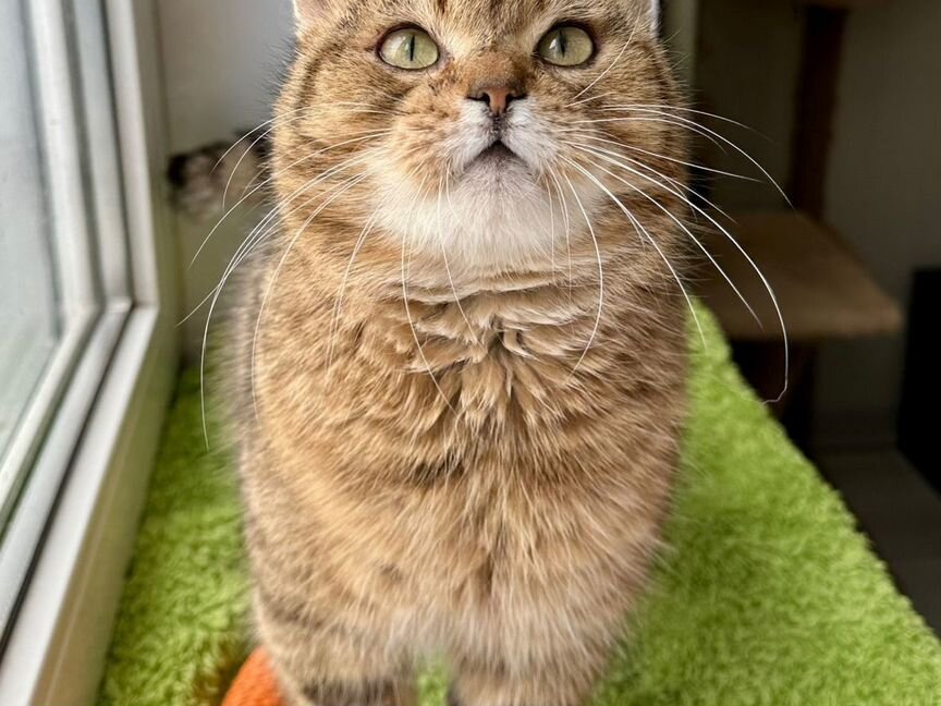 Котик Хома ищет дом