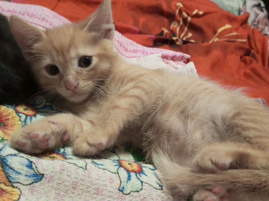 Отдам в добрые руки игривых котят,лоток знают