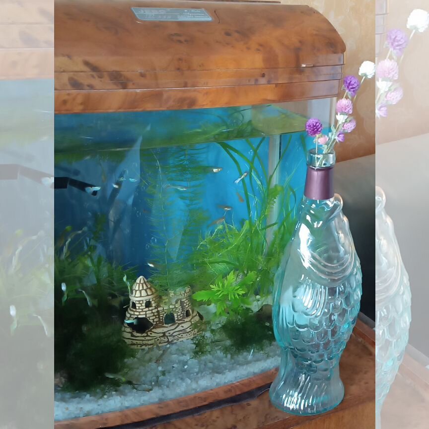 Аквариумные рыбки, растения и улитки