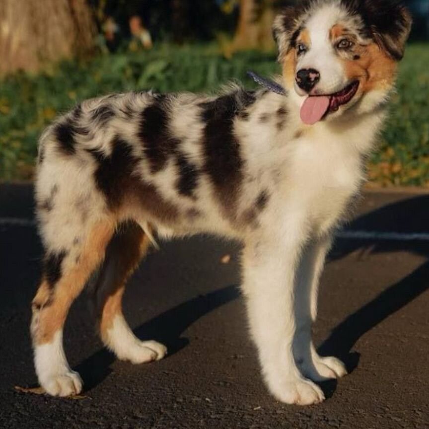 Австралийская овчарка, щенок