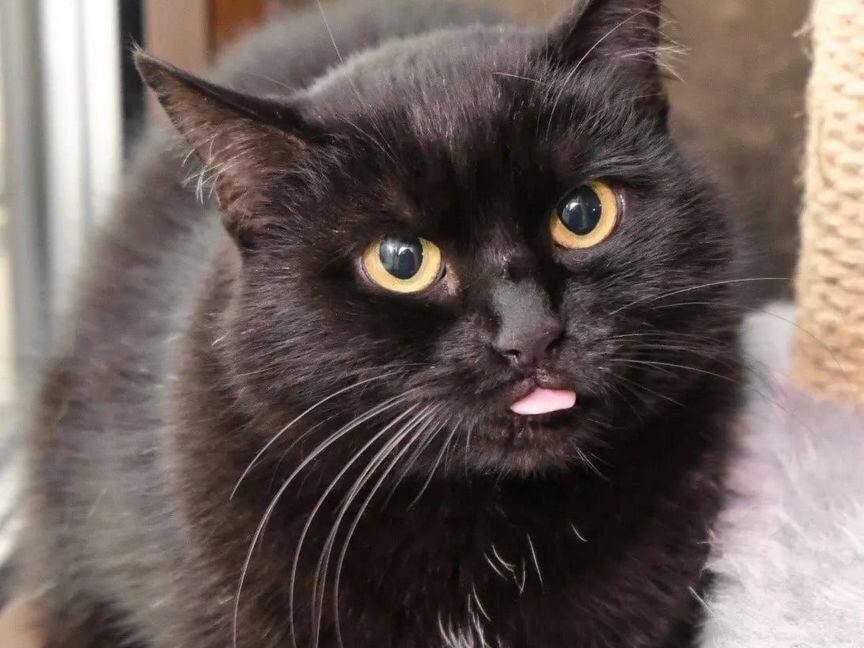 Домашнюю кошечку выкинули