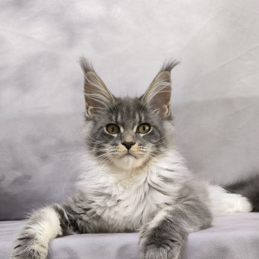 Мейн-кун голубой мрамор