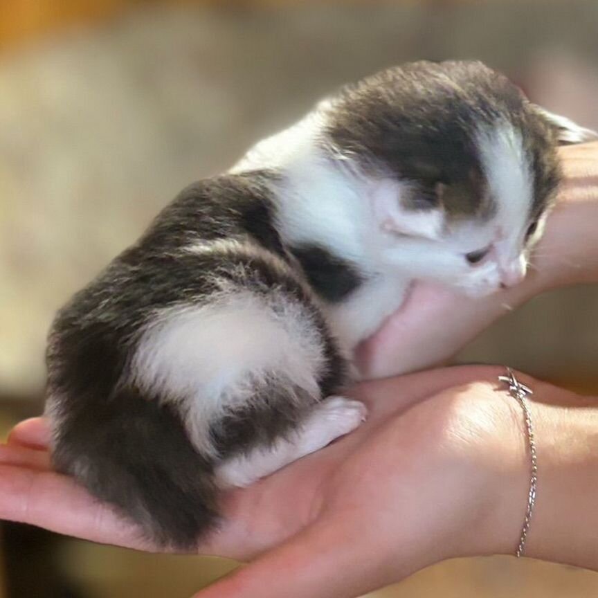 Новорожденные котята в добрые руки