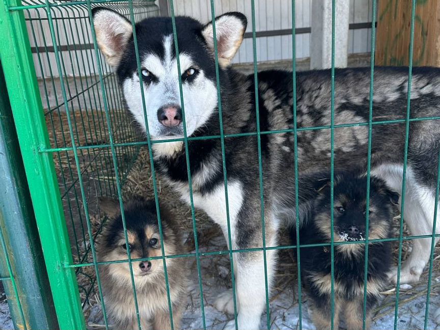 Щенки хаски в отлове. Необходим дом