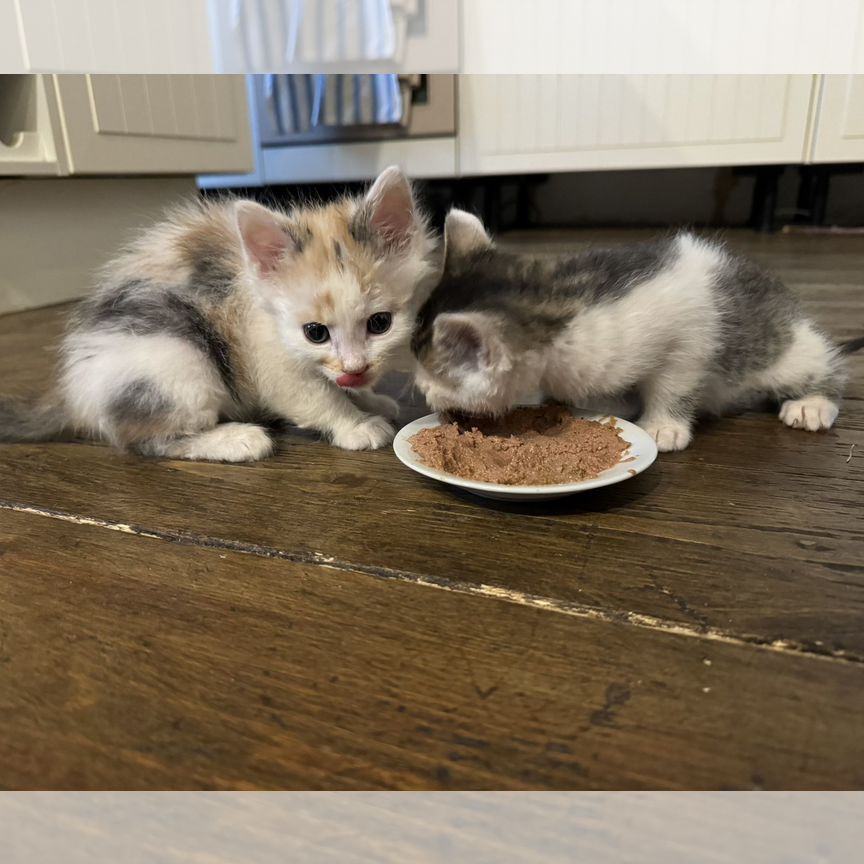 Котята домашние